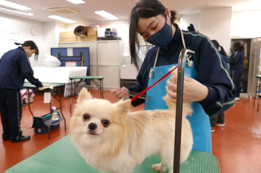 R6.02 トリマー検定 – 最新情報・ブログ | 国際TBC高等専修学校