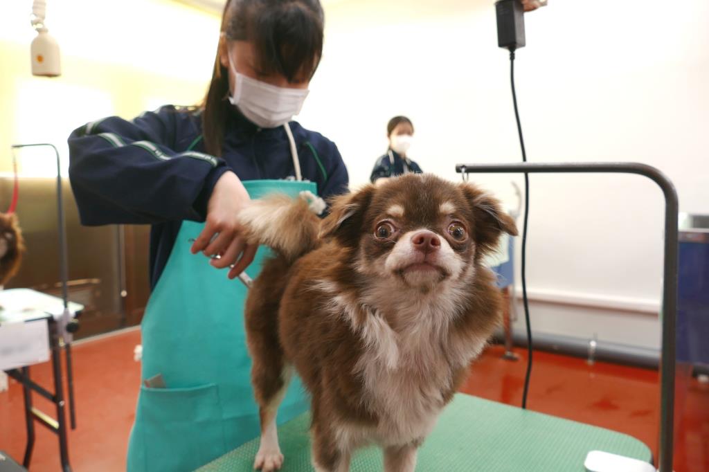 R6.02 トリマー検定 – 最新情報・ブログ | 国際TBC高等専修学校